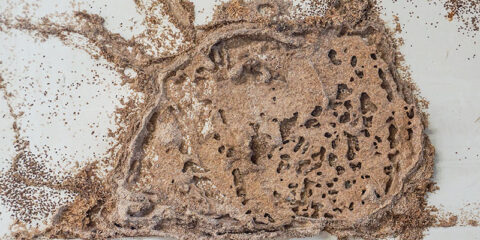 It's Termite Season in Glendale! - Invader Pest Management