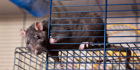 DIY Roof Rat Prevention Glendale Homeowners Can Use to Keep Rodents Out ...