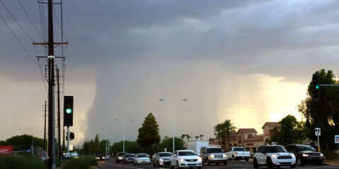 Brace Yourself for Monsoon Season and These Super-Destructive Pests ...