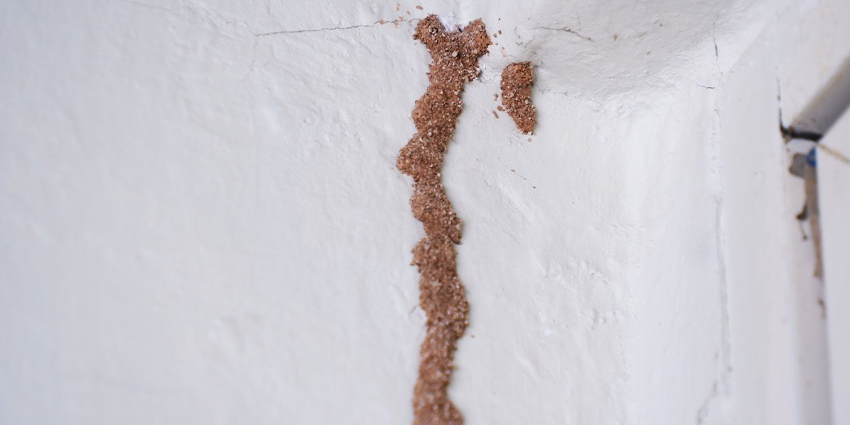 Termites: The Silent Destroyers of Homes - and How to Get Peace of Mind ...