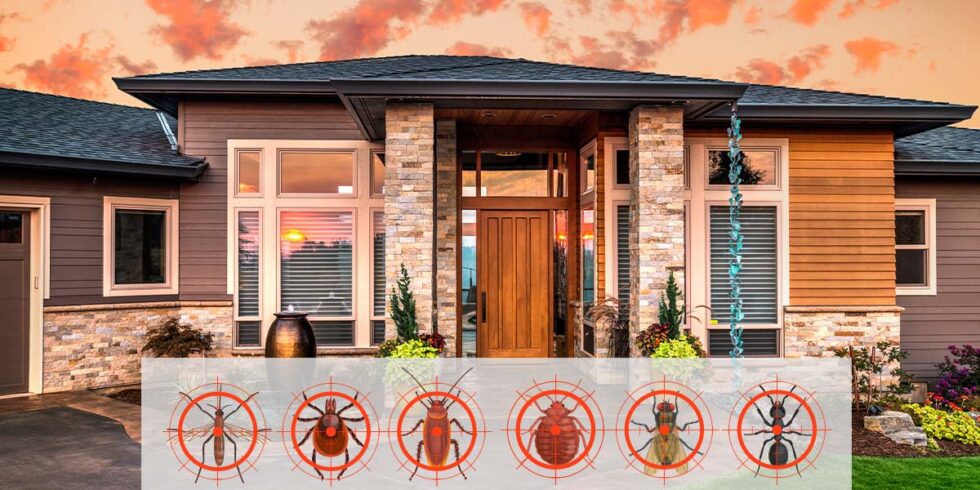 The Importance of Regular Pest Control Service in Phoenix, AZ - Invader ...