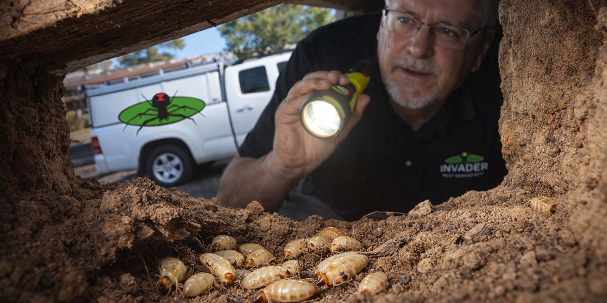 Don’t Wait for Damage: Why Winter Is Prime Time for Termite Inspections ...